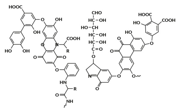 Why humic and fulvic acids – Ecofarma