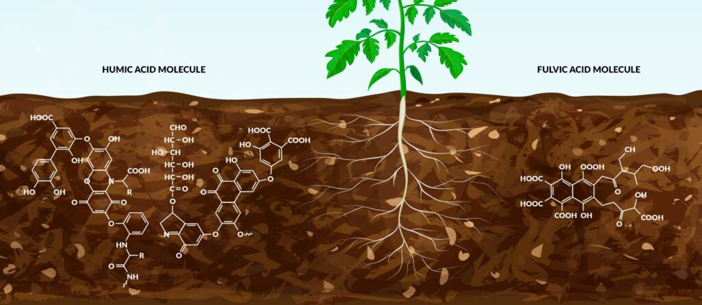Why humic and fulvic acids – Ecofarma